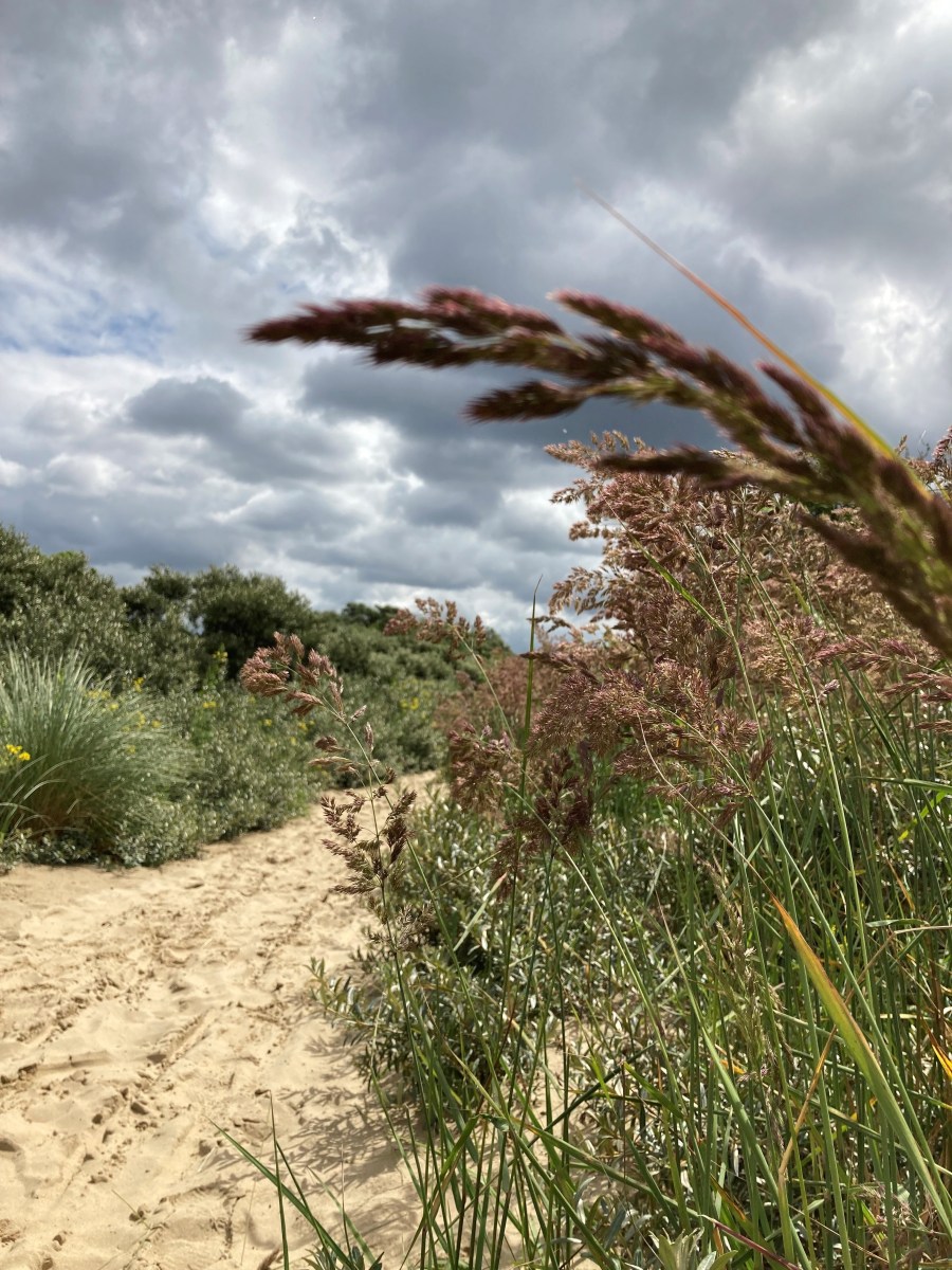 Kijfhoek en Bierlap: magische vondst in Meyendel – Wandelachtig
